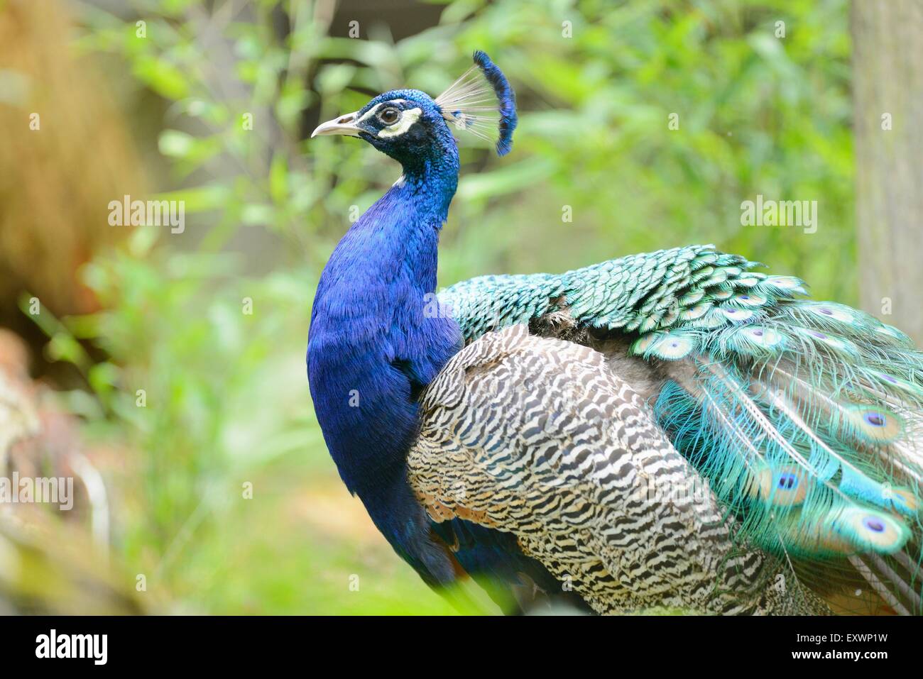 Peafowl colors hi-res stock photography and images - Alamy