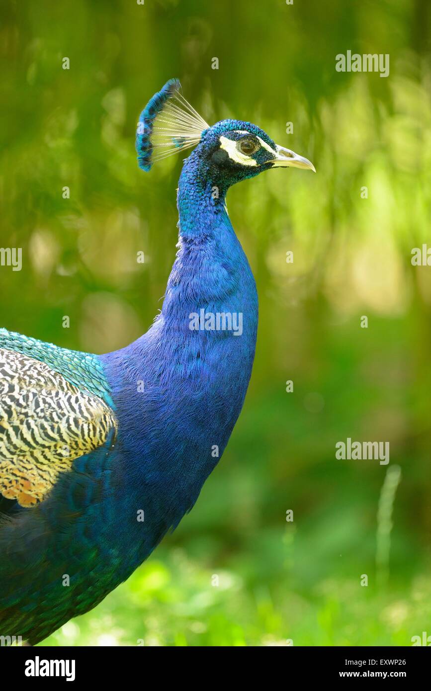 Peafowl colors hi-res stock photography and images - Alamy