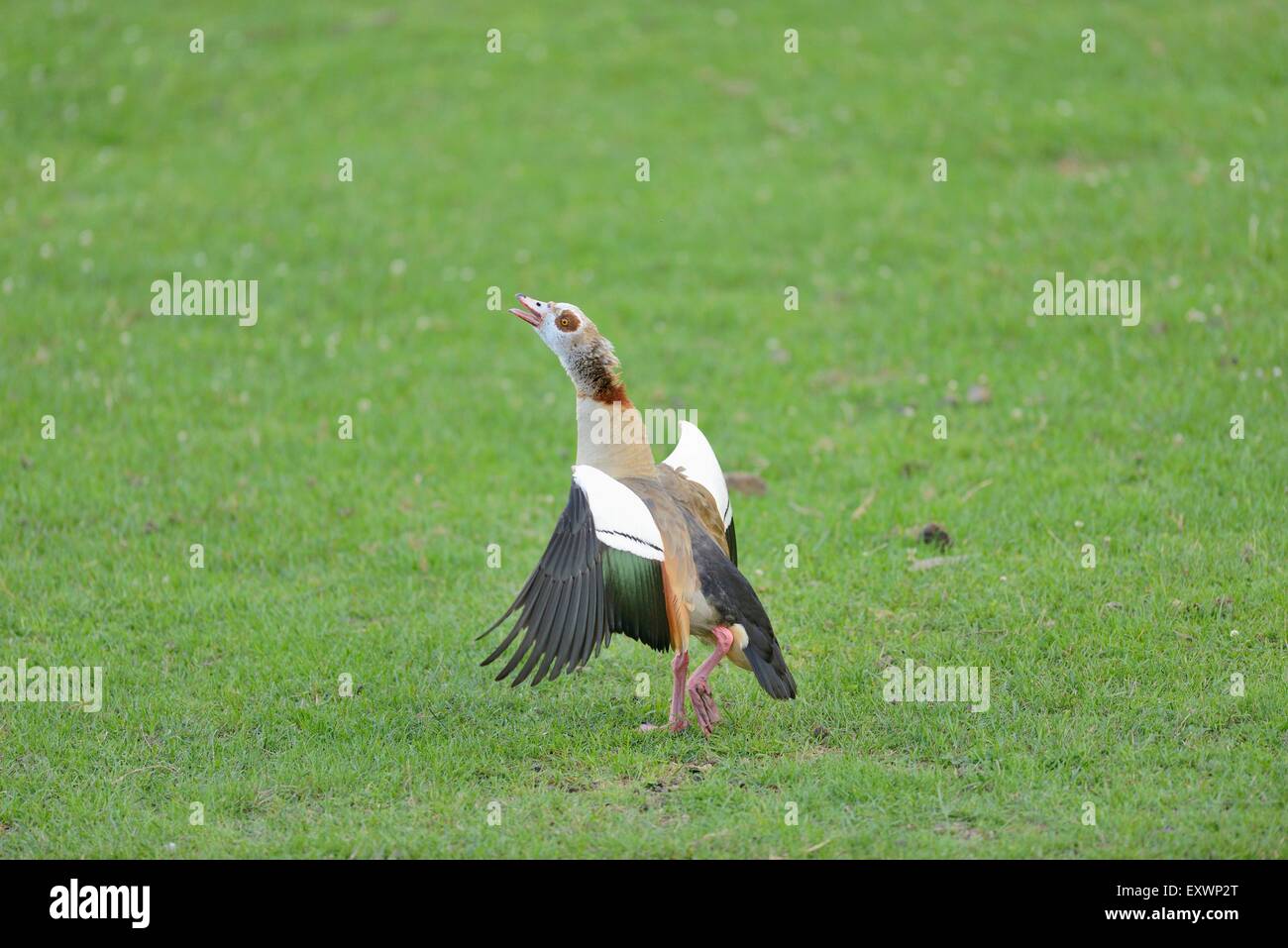 Egyptian goose on a meadow Stock Photo - Alamy