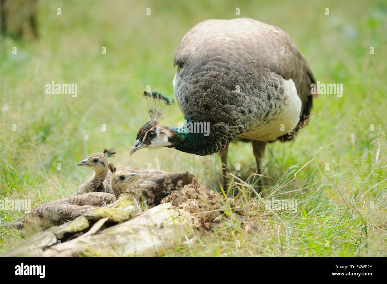 Peacock chicks hi-res stock photography and images - Alamy
