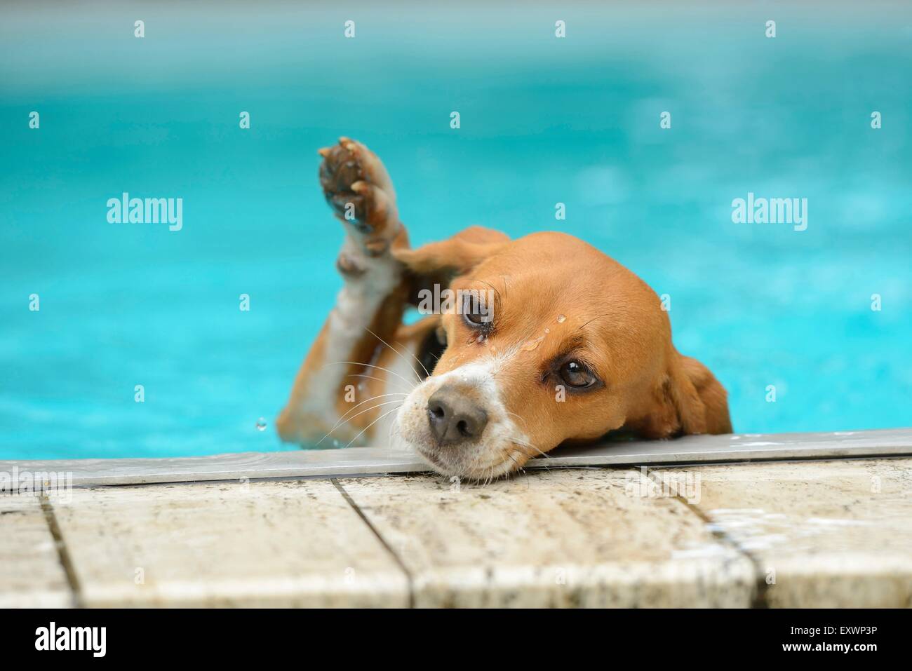 Beagle at pool's edge Stock Photo - Alamy