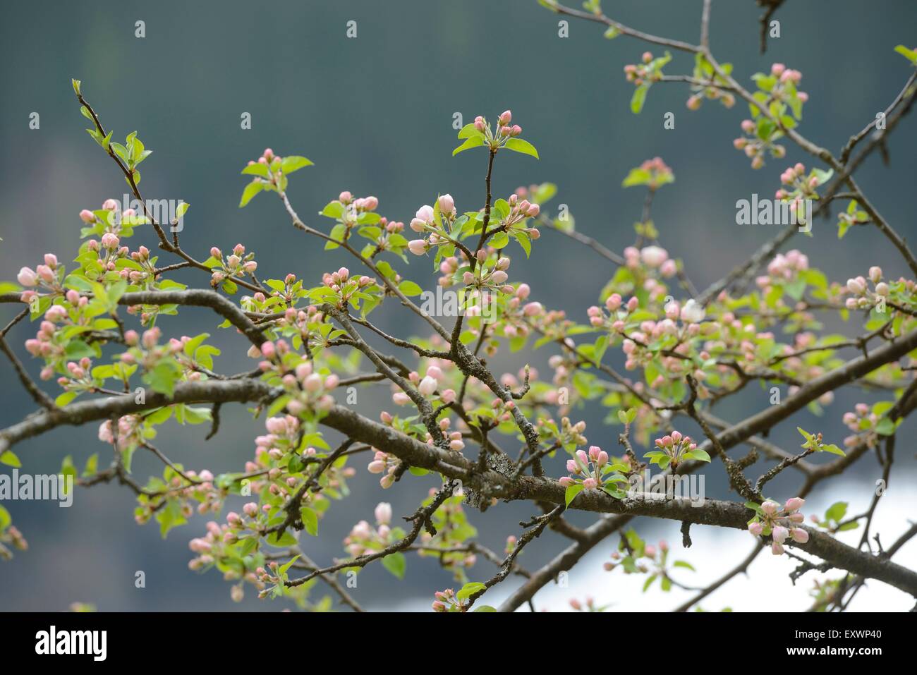 Blooming apple tree Stock Photo - Alamy