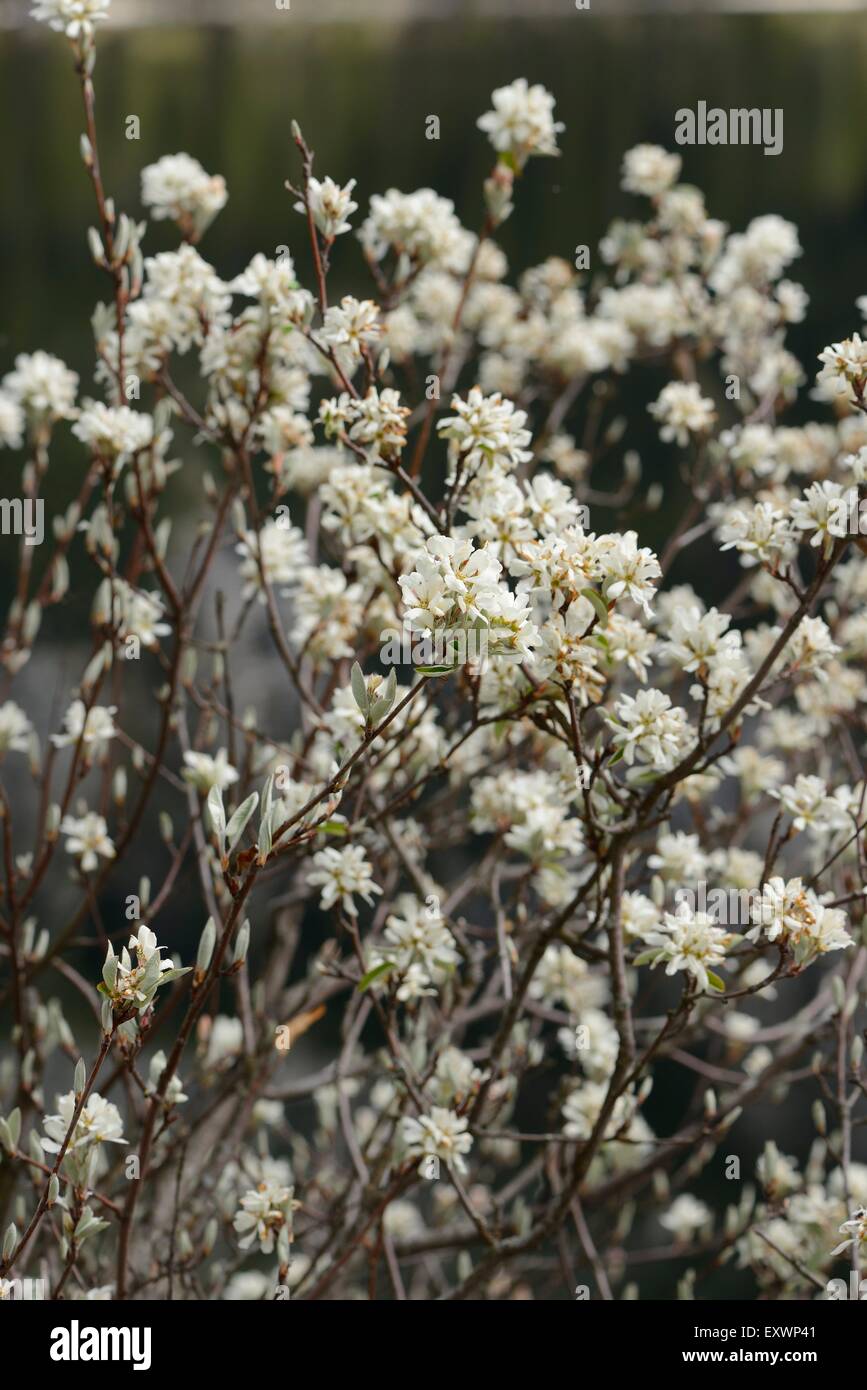Snowy mespilus tree hi-res stock photography and images - Alamy