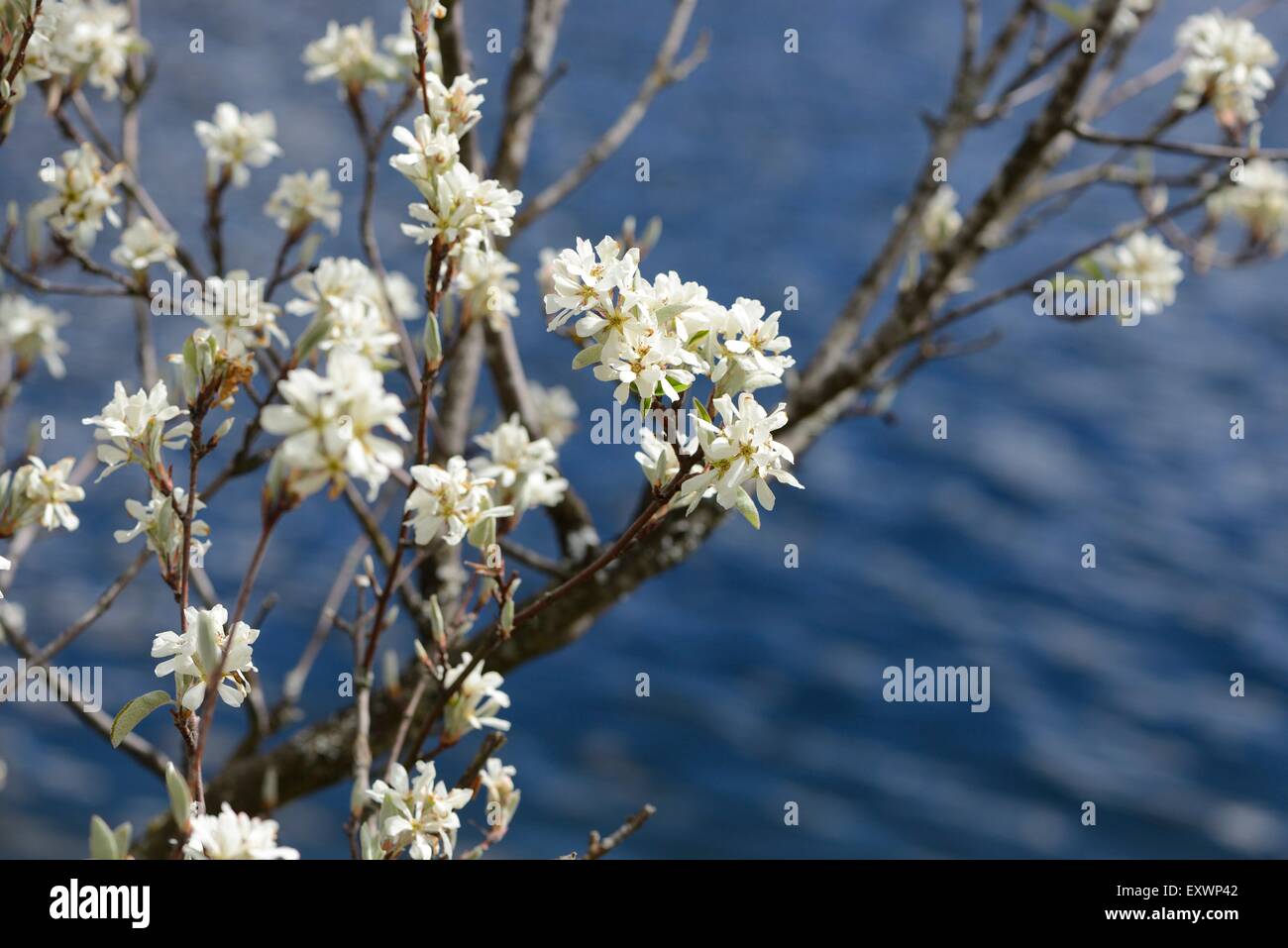 Snowy mespilus tree hi-res stock photography and images - Alamy