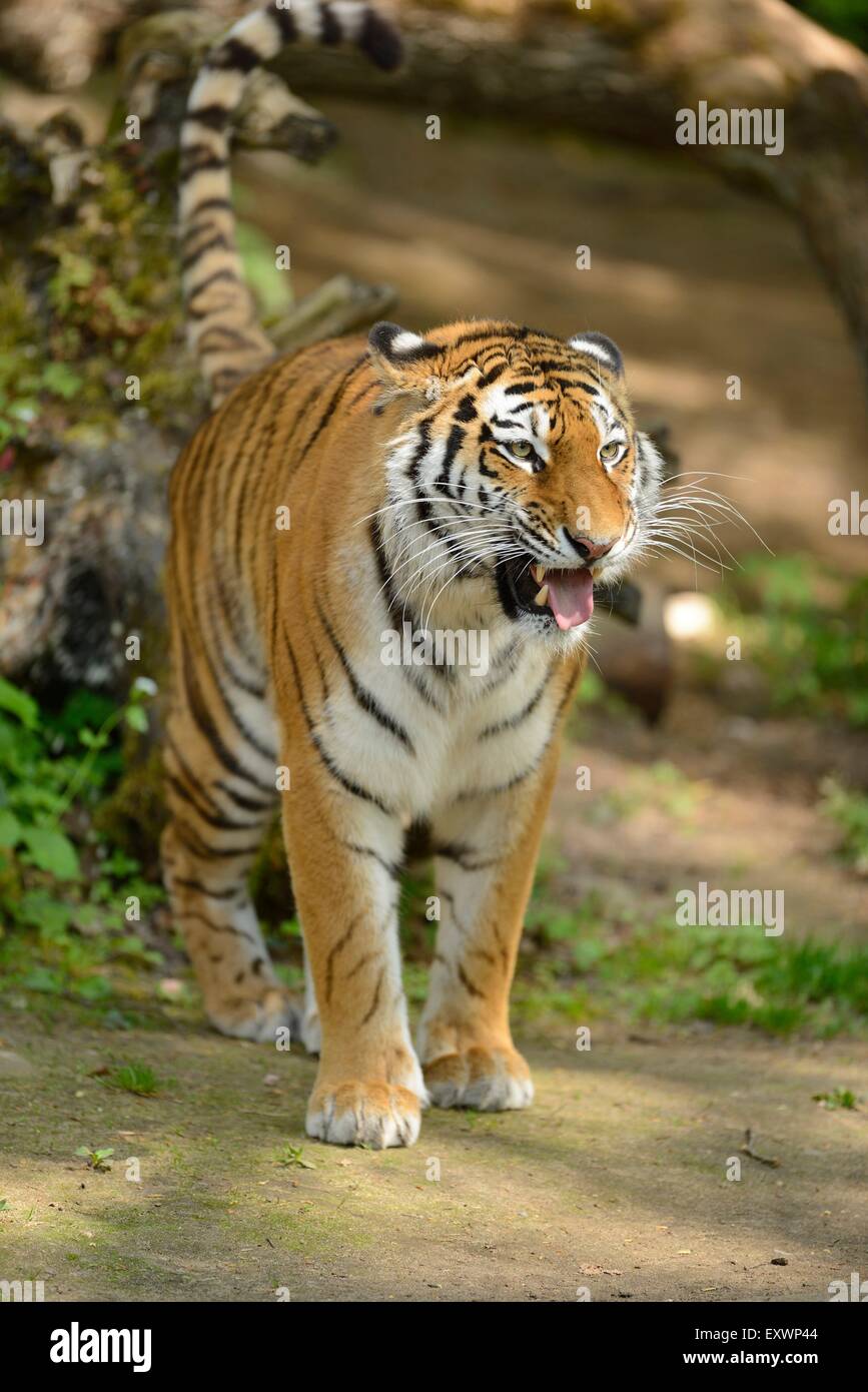 Siberian Tiger Zoo High Resolution Stock Photography and Images - Alamy