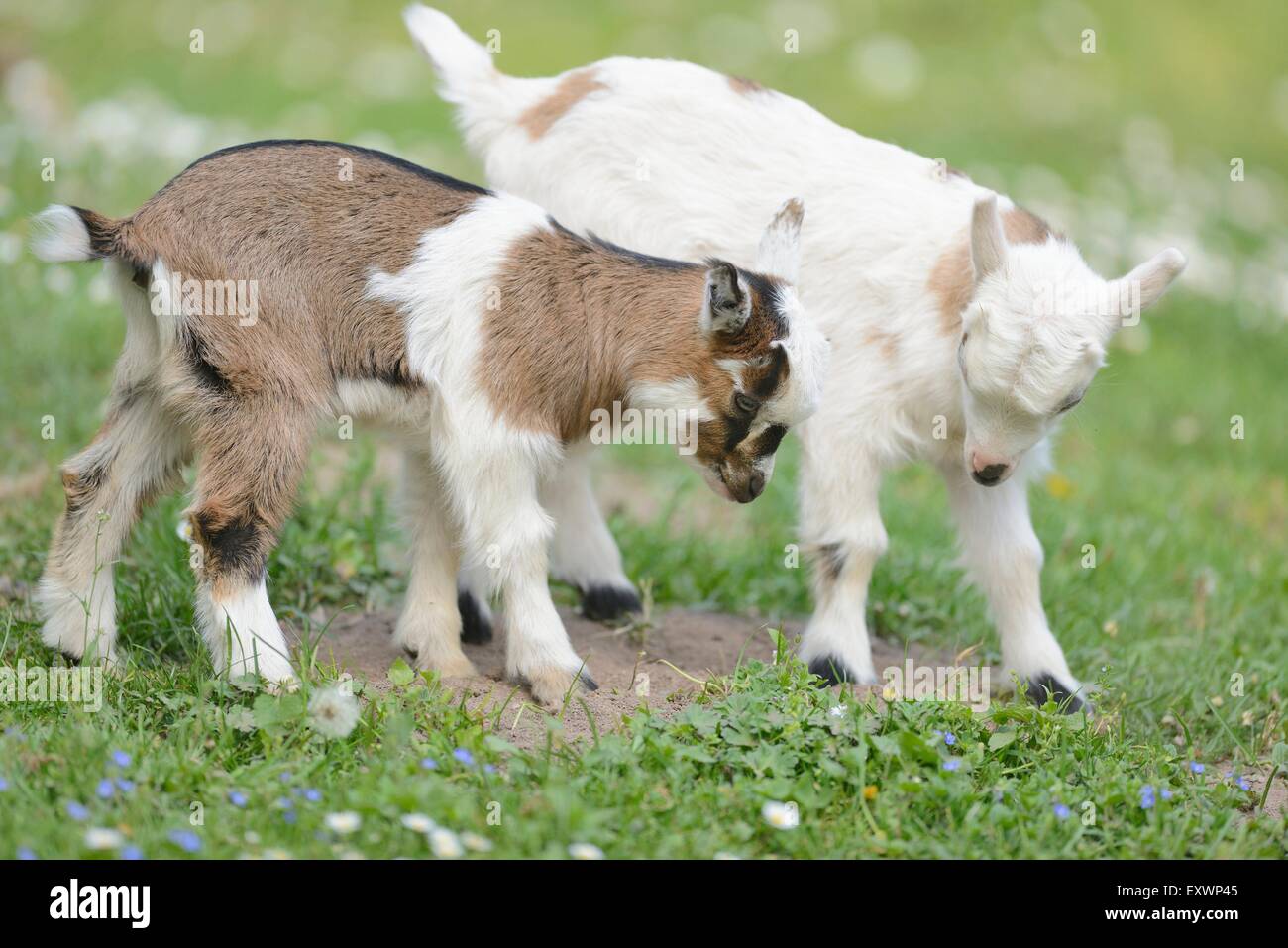 Kids on a meadow hi-res stock photography and images - Alamy