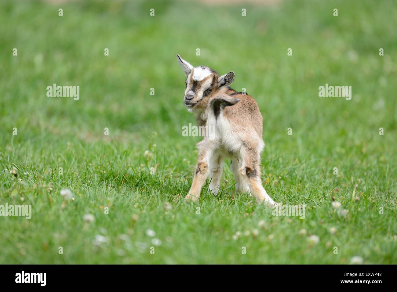Shoulder of kid goat hi-res stock photography and images - Alamy