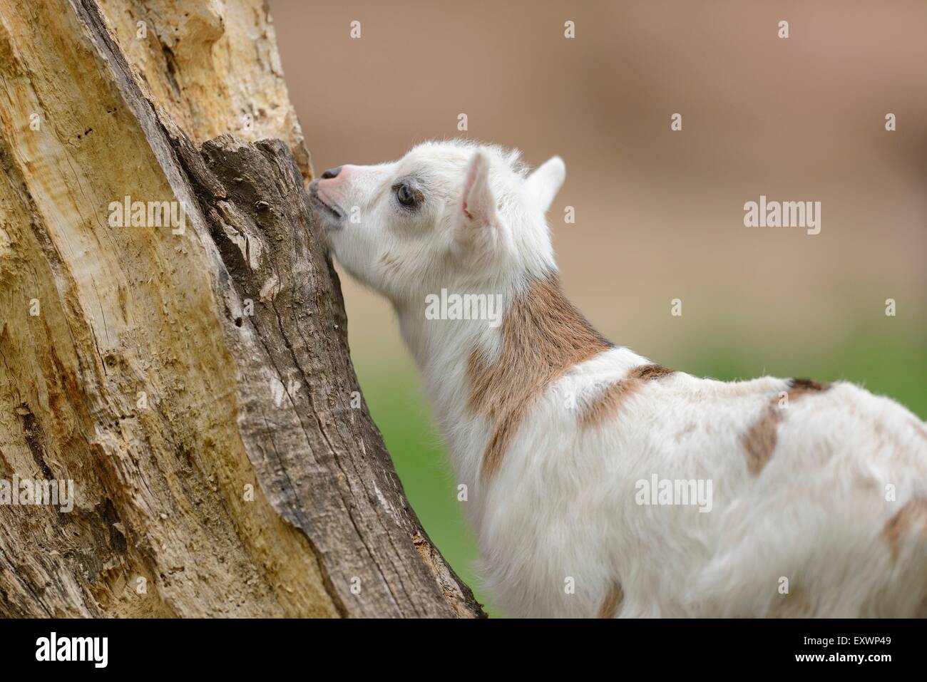 Goat Tree High Resolution Stock Photography and Images - Alamy