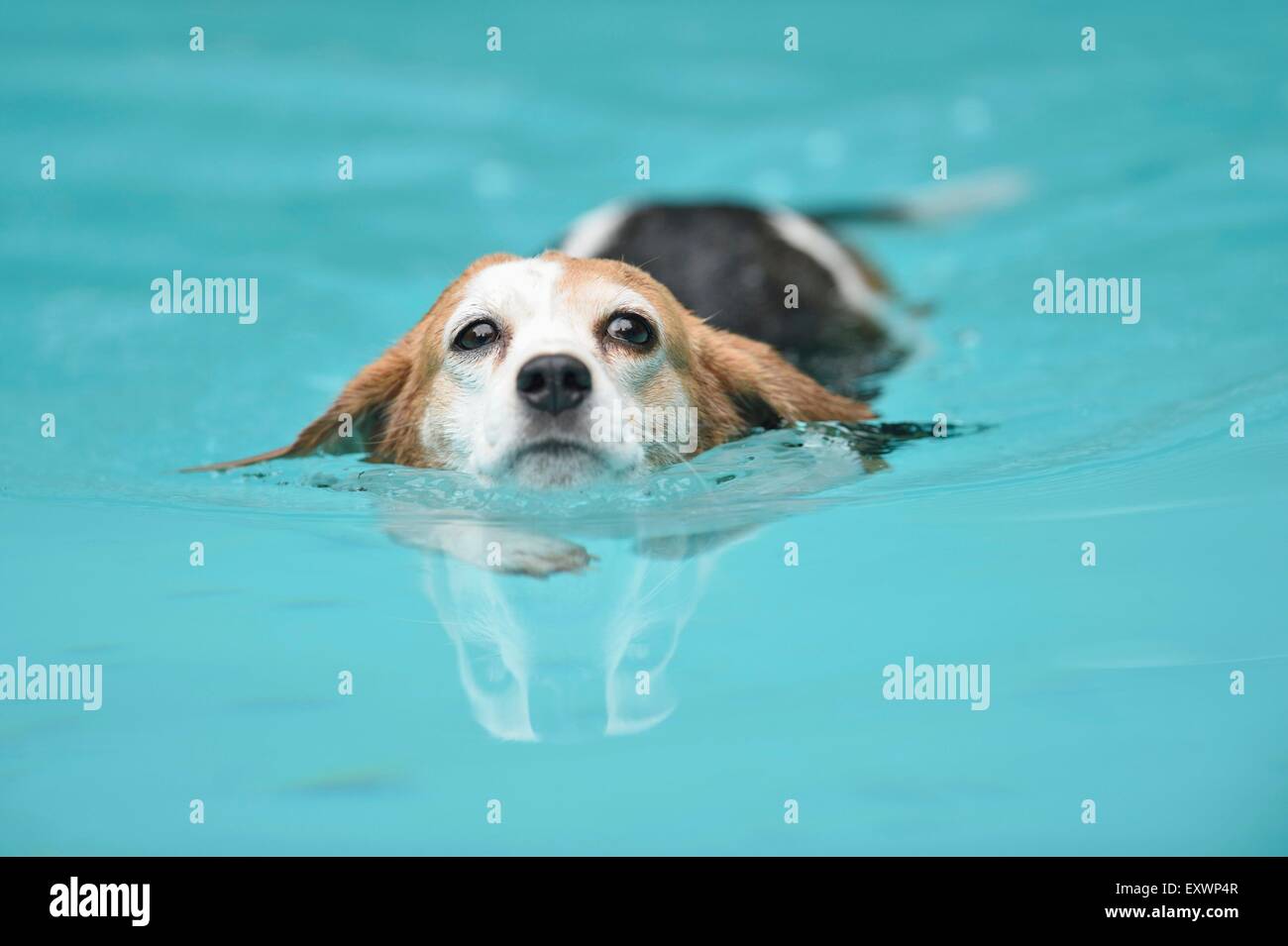 Beagle swimming in a pool Stock Photo - Alamy