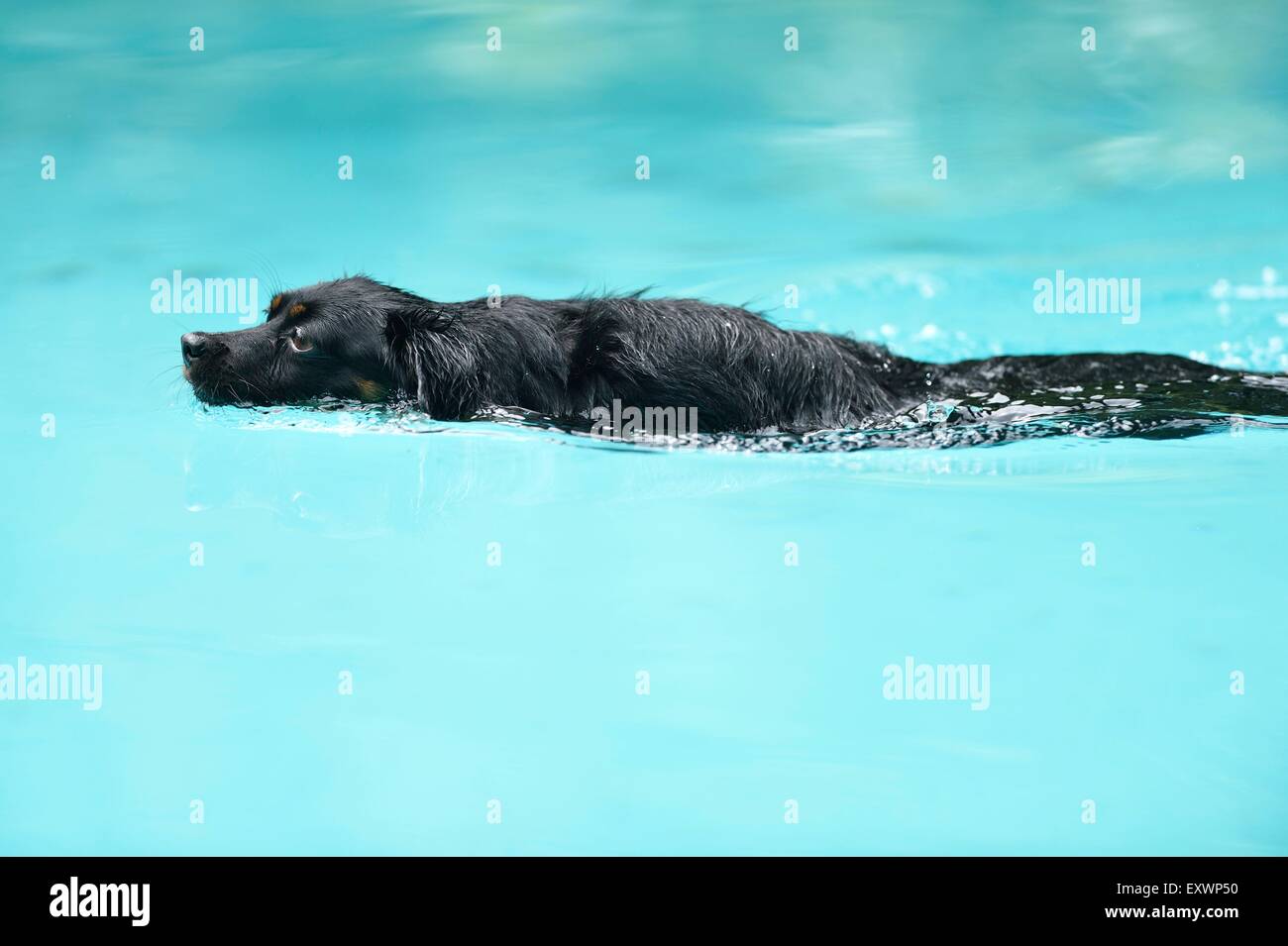 Dog in a pool hi-res stock photography and images - Alamy