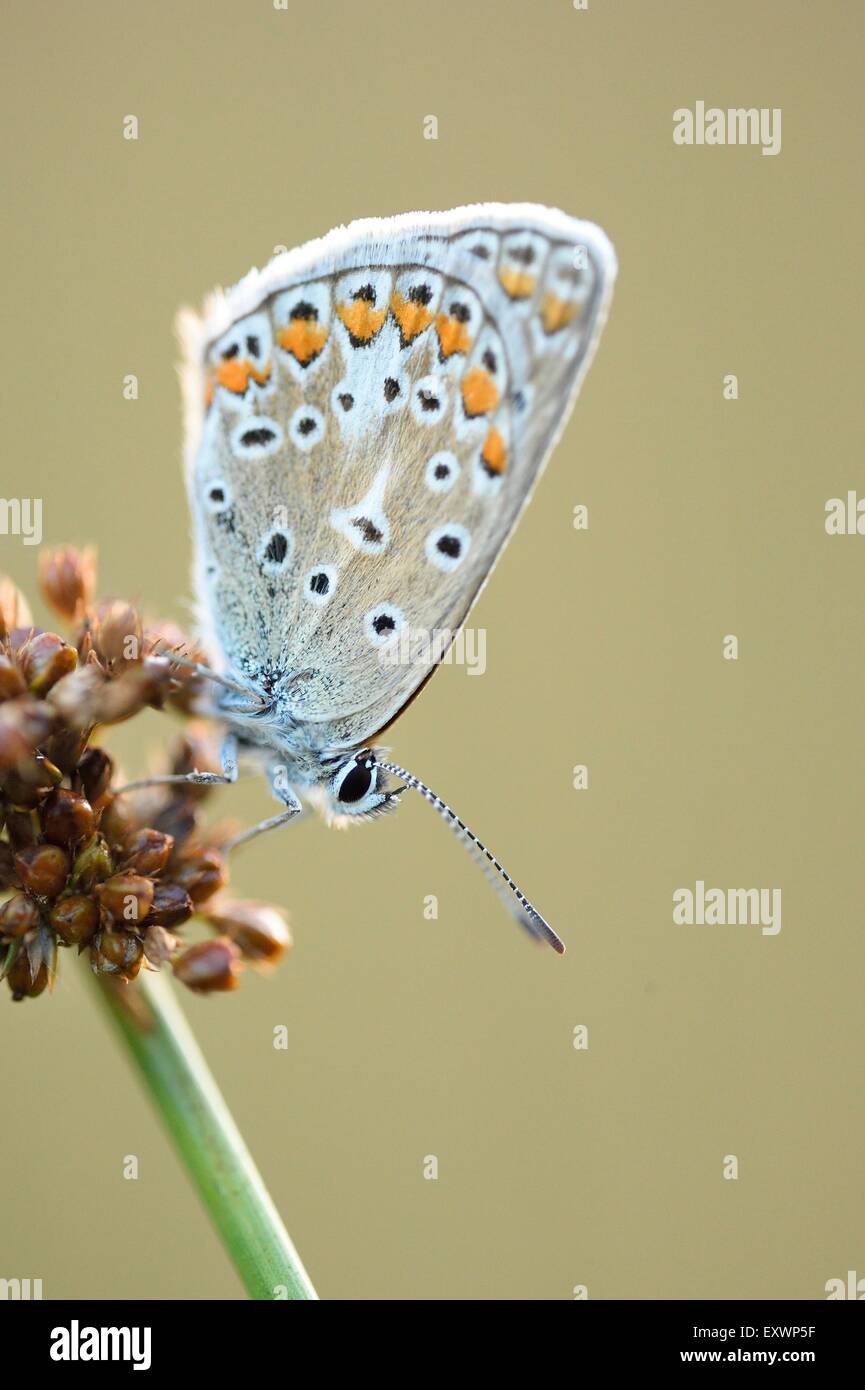 Common Blue on a grass stalk Stock Photo - Alamy