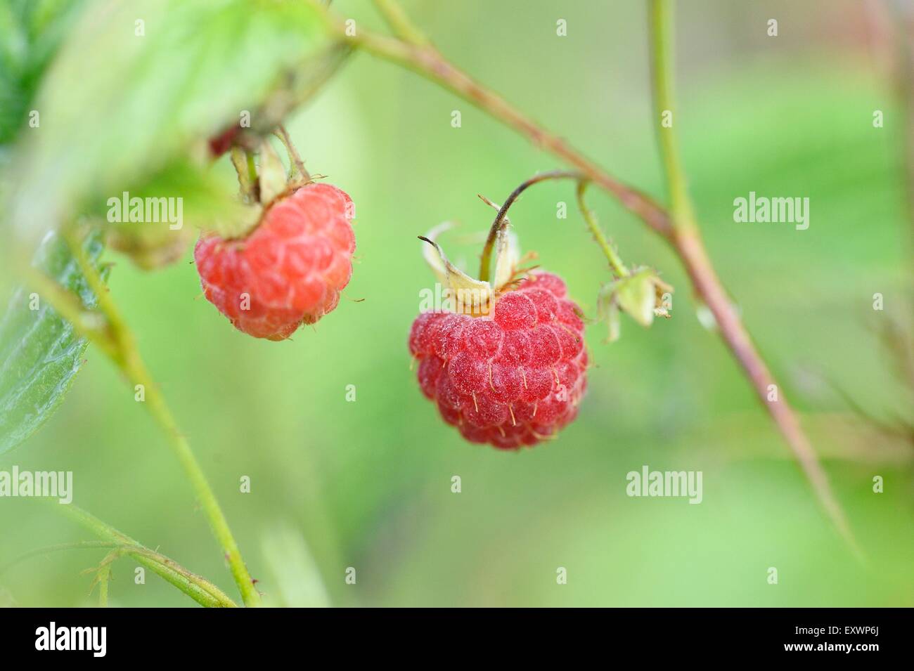 Outdoor bush photography hi-res stock photography and images - Alamy