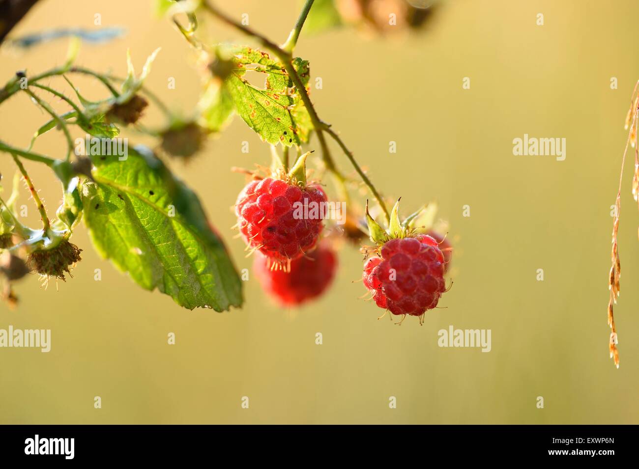 Outdoor bush photography hi-res stock photography and images - Alamy