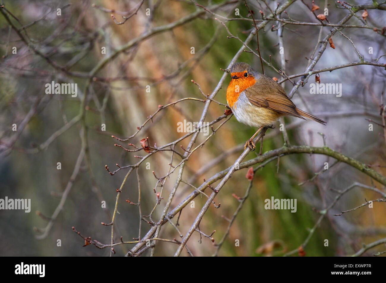 Beautiful robin hi-res stock photography and images - Alamy