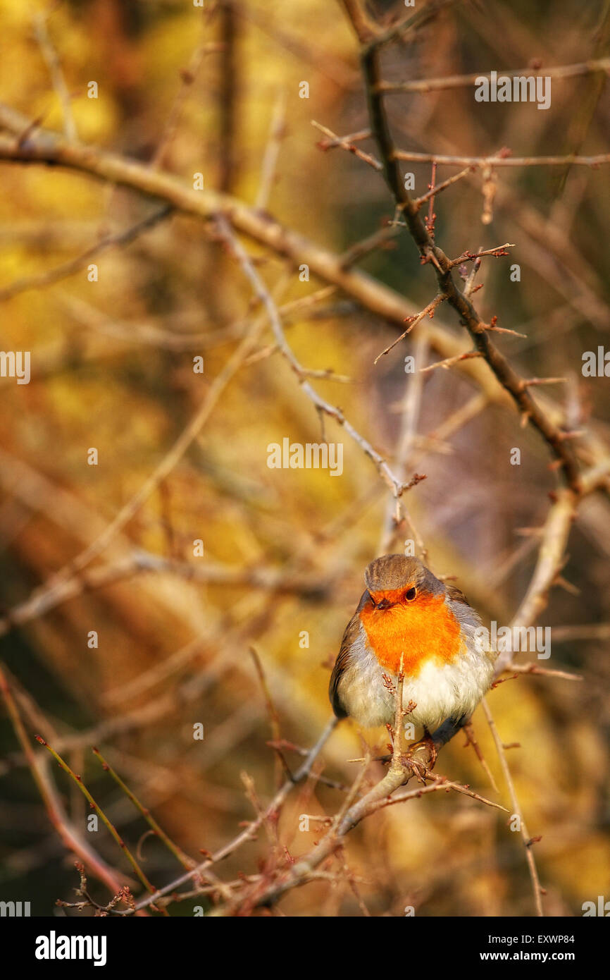 Beautiful robin bird in search of food Stock Photo - Alamy