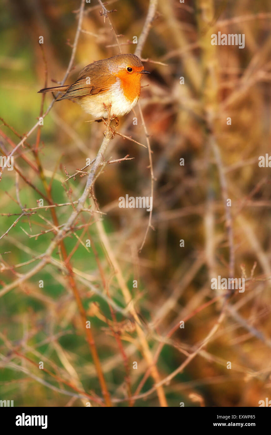 Beautiful robin hi-res stock photography and images - Alamy