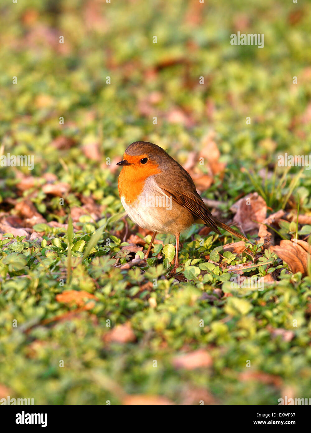 Beautiful robin bird in search of food Stock Photo - Alamy