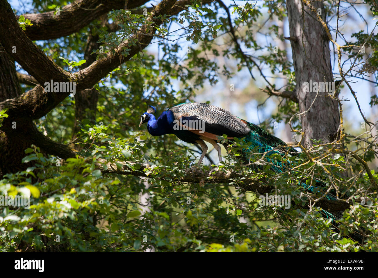 Beautiful peacock over a tree Stock Photo - Alamy