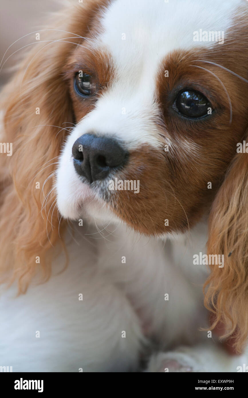 Beautiful cavalier king charles spaniel Stock Photo - Alamy