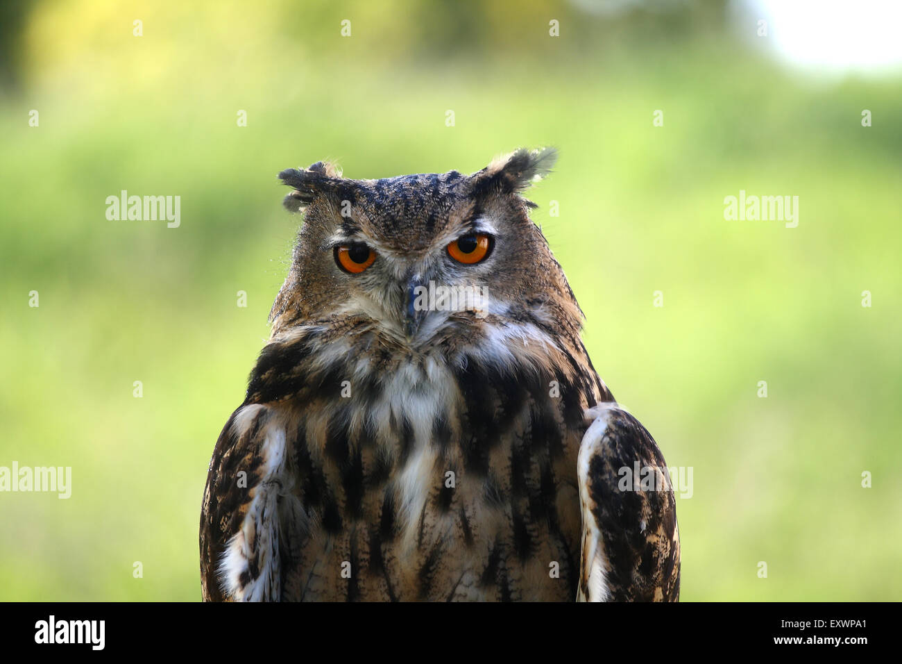 Great Horned Owl with red eyes and green background Stock Photo - Alamy