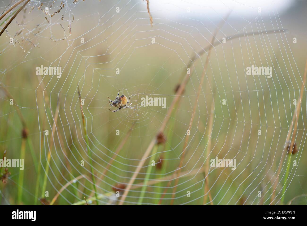 Close up spider hi-res stock photography and images - Alamy