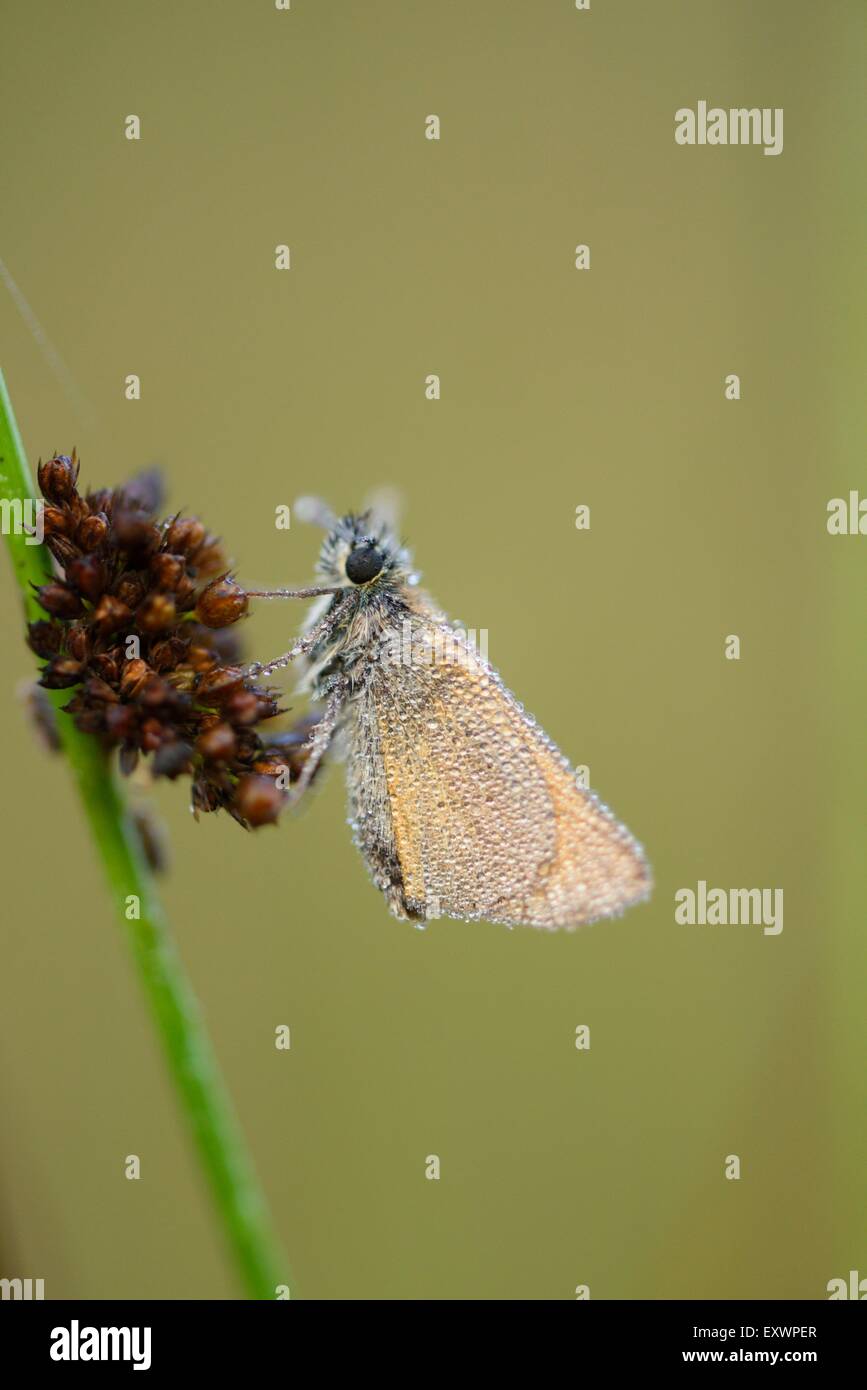 Grass skipper butterfly hi-res stock photography and images - Alamy
