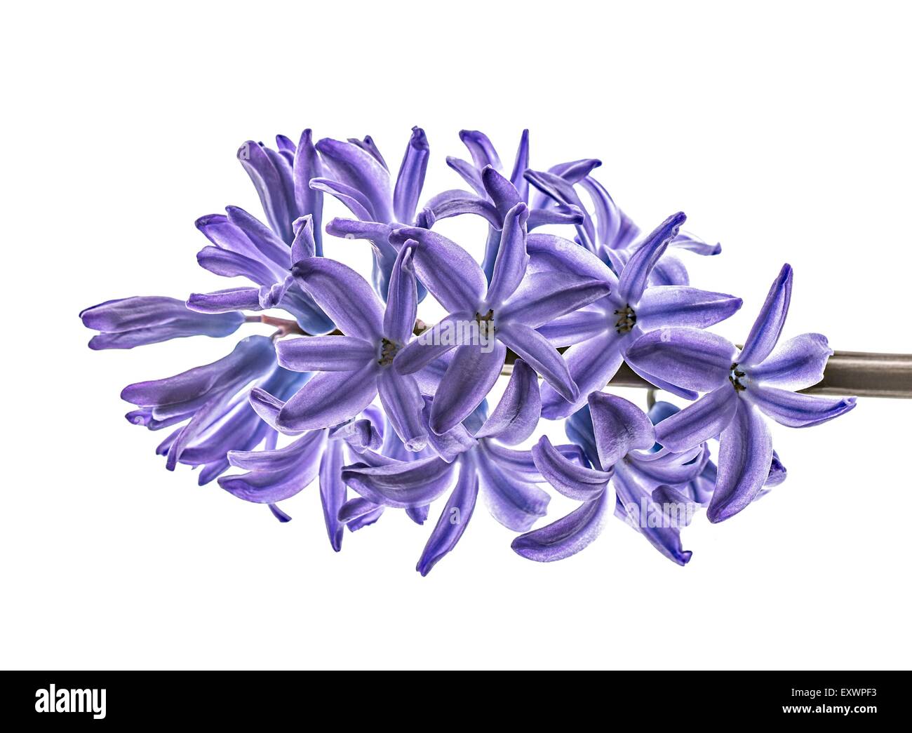 Hyacinth orientalis Cut Out Stock Images & Pictures - Alamy