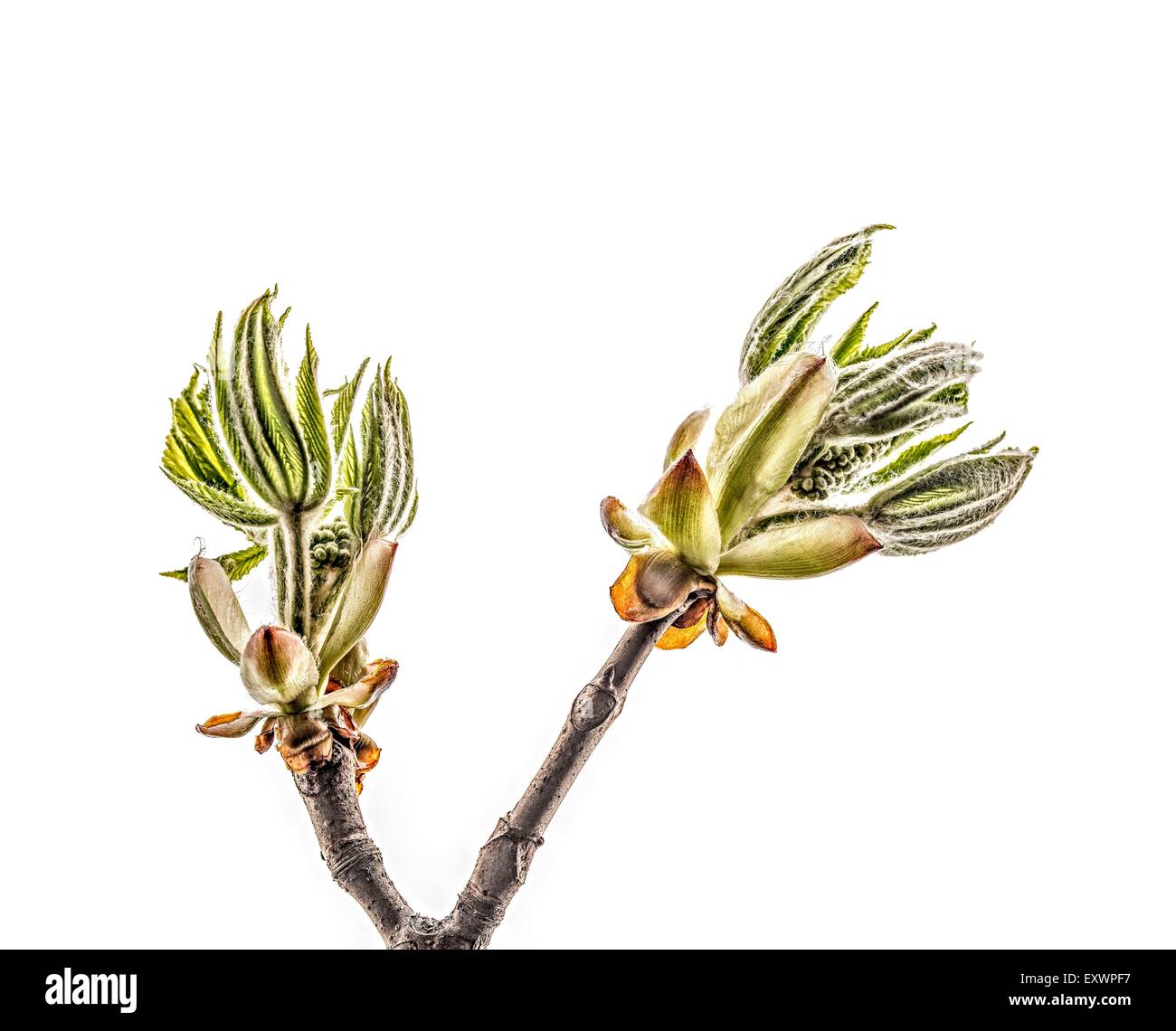 Chestnut Colouring High Resolution Stock Photography and Images - Alamy