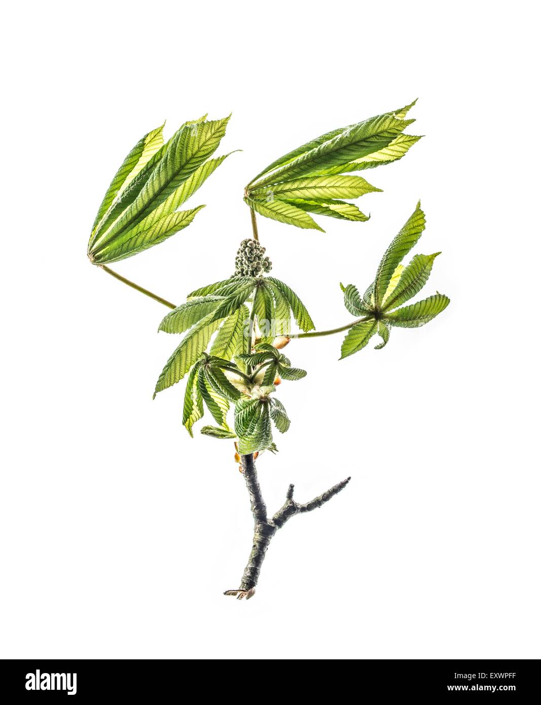 Chestnut Colouring High Resolution Stock Photography and Images - Alamy