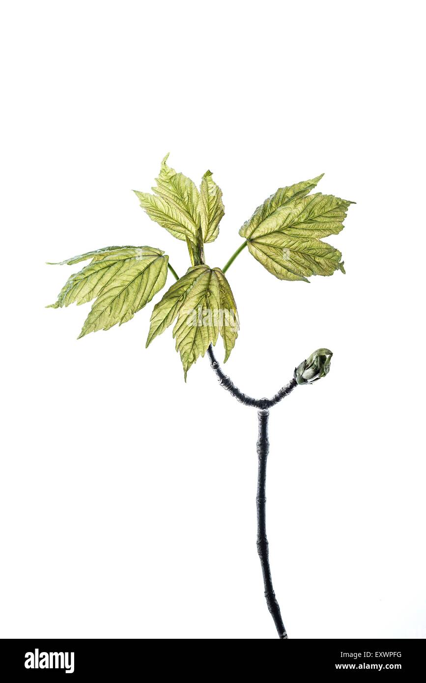 Twig with maple leaves Stock Photo - Alamy