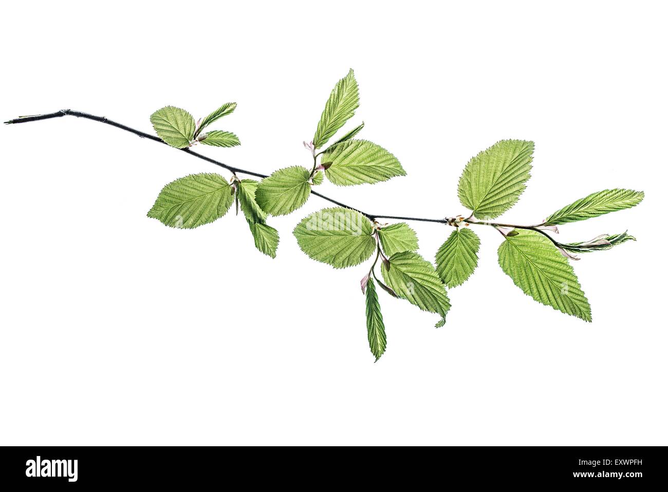 Leaves beech tree in Cut Out Stock Images & Pictures - Alamy