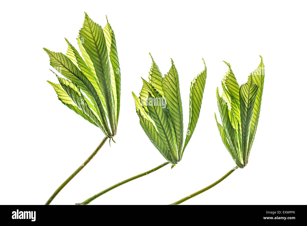 Three tree in three colours hi-res stock photography and images - Alamy