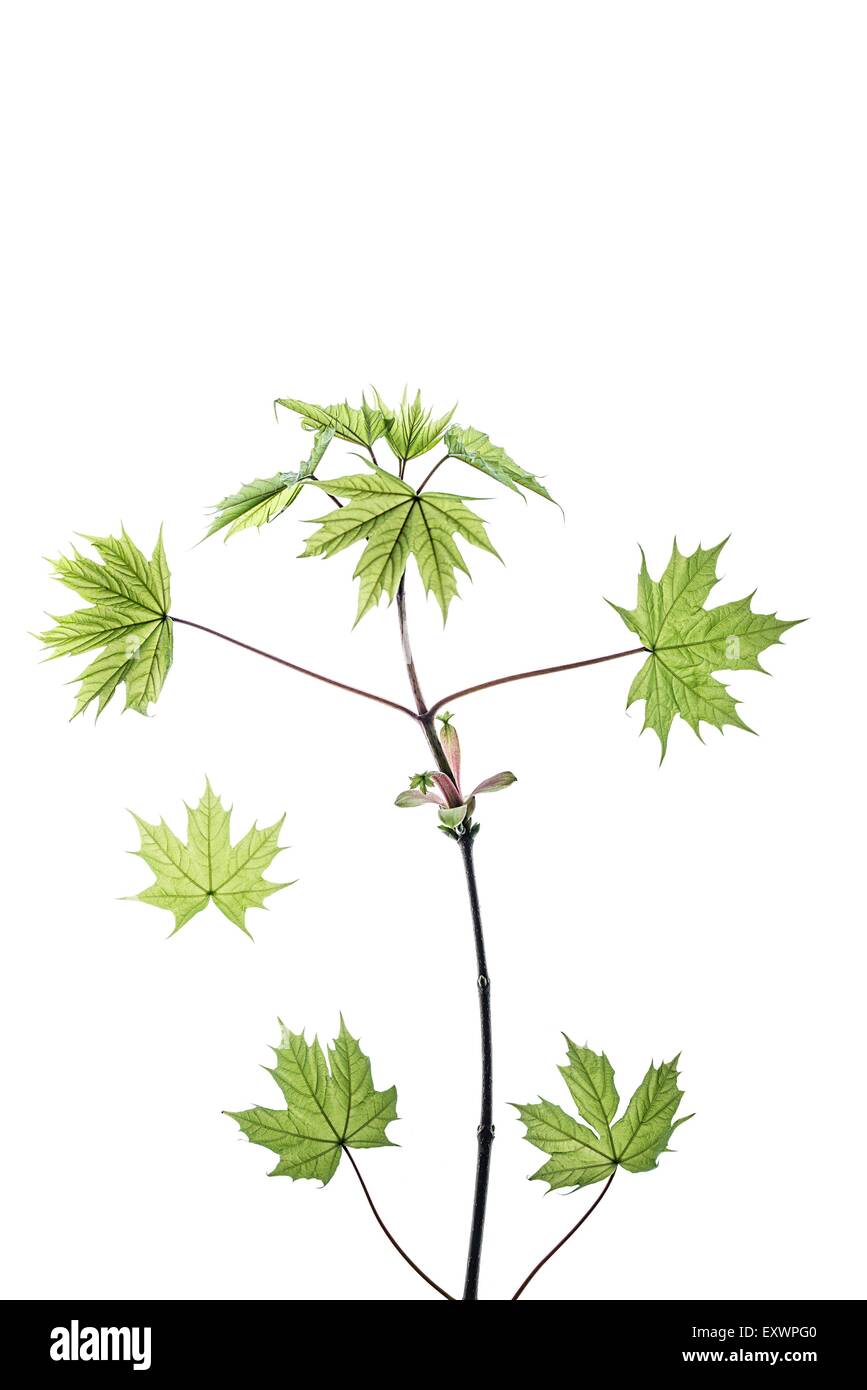Twig with maple leaves Stock Photo - Alamy