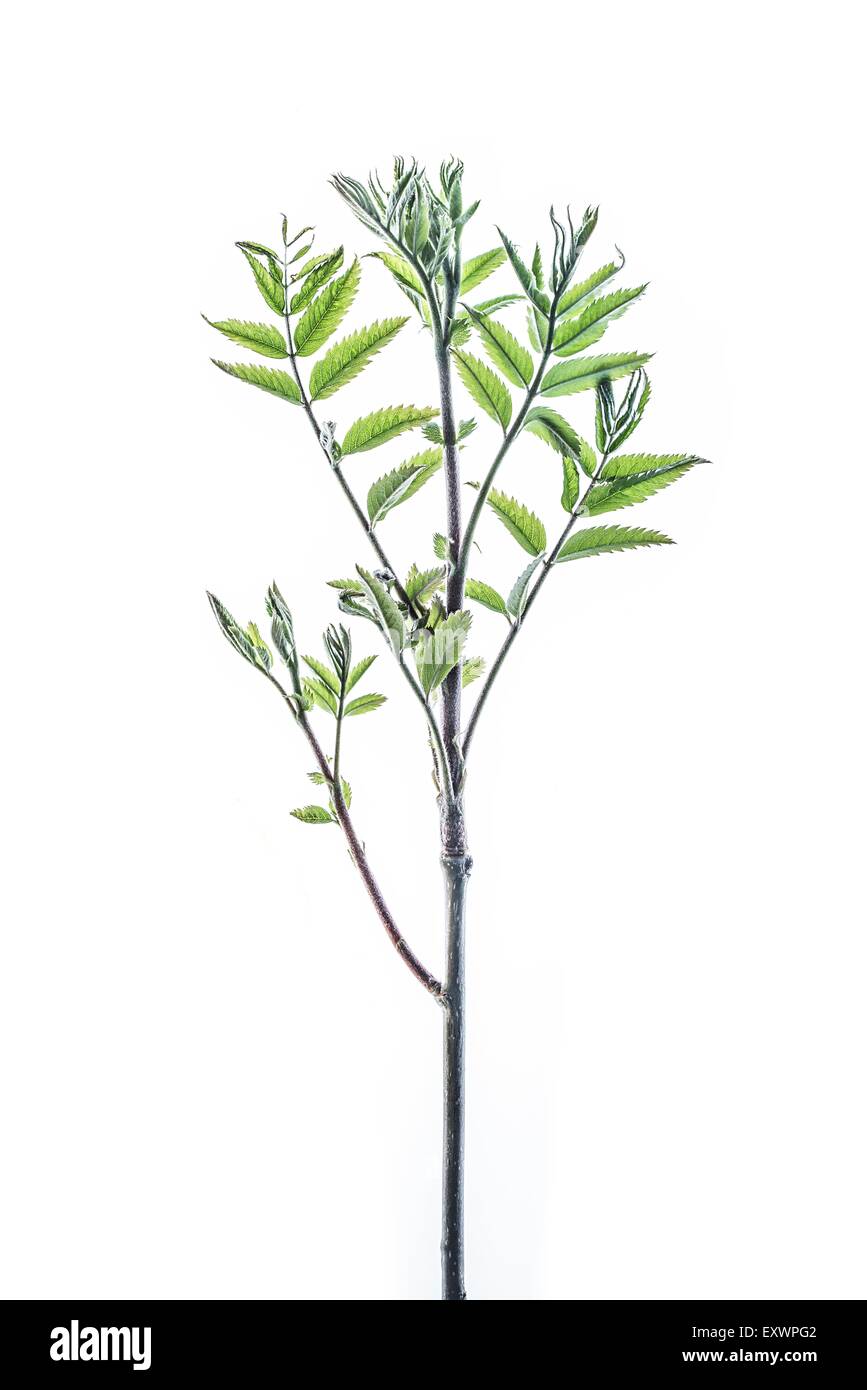 Rowan tree twig hi-res stock photography and images - Alamy