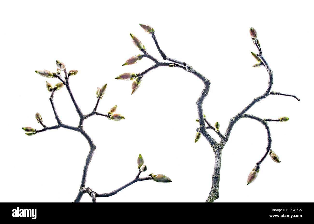 Two twig with buds of maple tree Stock Photo - Alamy