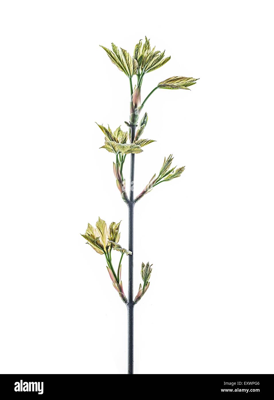 Twig with maple leaves Stock Photo - Alamy