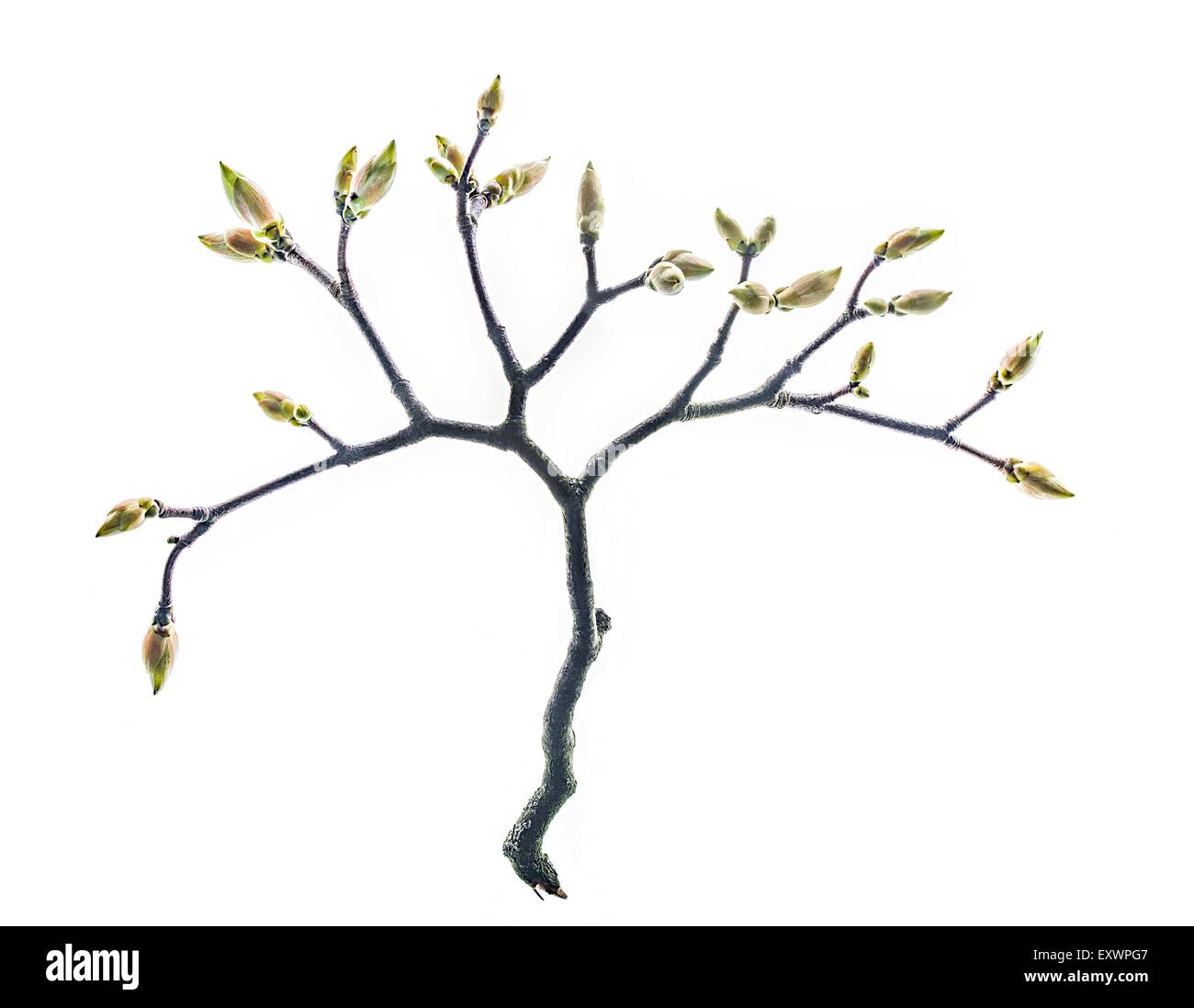 Twig with buds of maple tree Stock Photo - Alamy