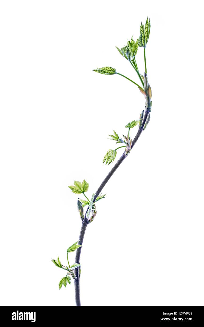 Maple deciduous tree in Cut Out Stock Images & Pictures - Alamy