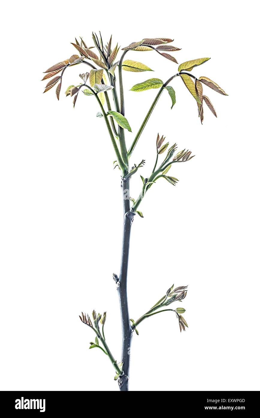 Twig of walnut tree Stock Photo - Alamy