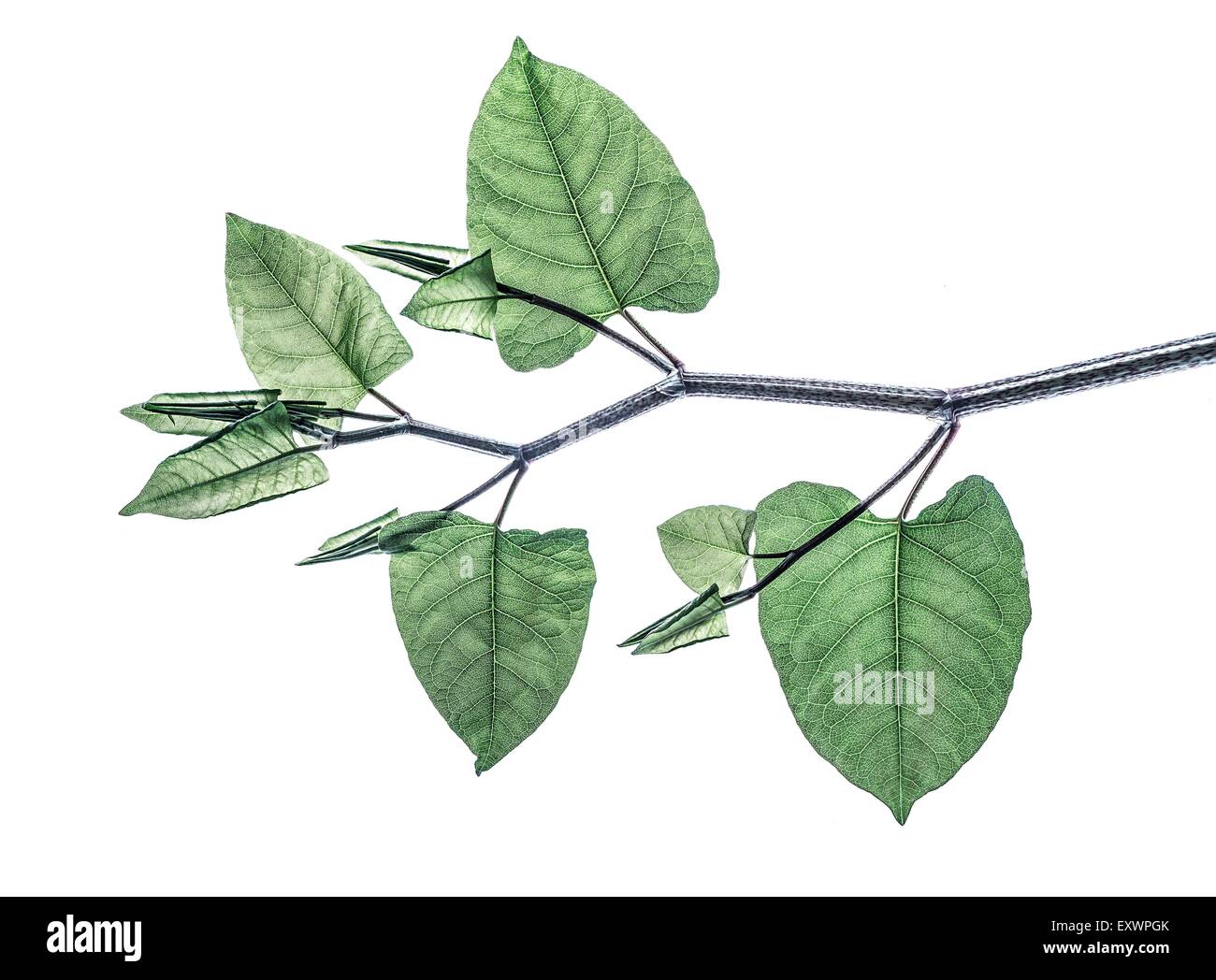 Twig of Japanese knotweed Stock Photo - Alamy