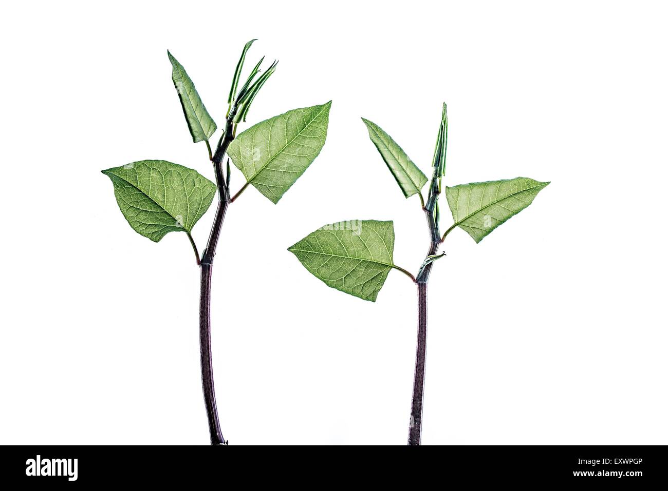 Two twigs of Japanese knotweed Stock Photo - Alamy