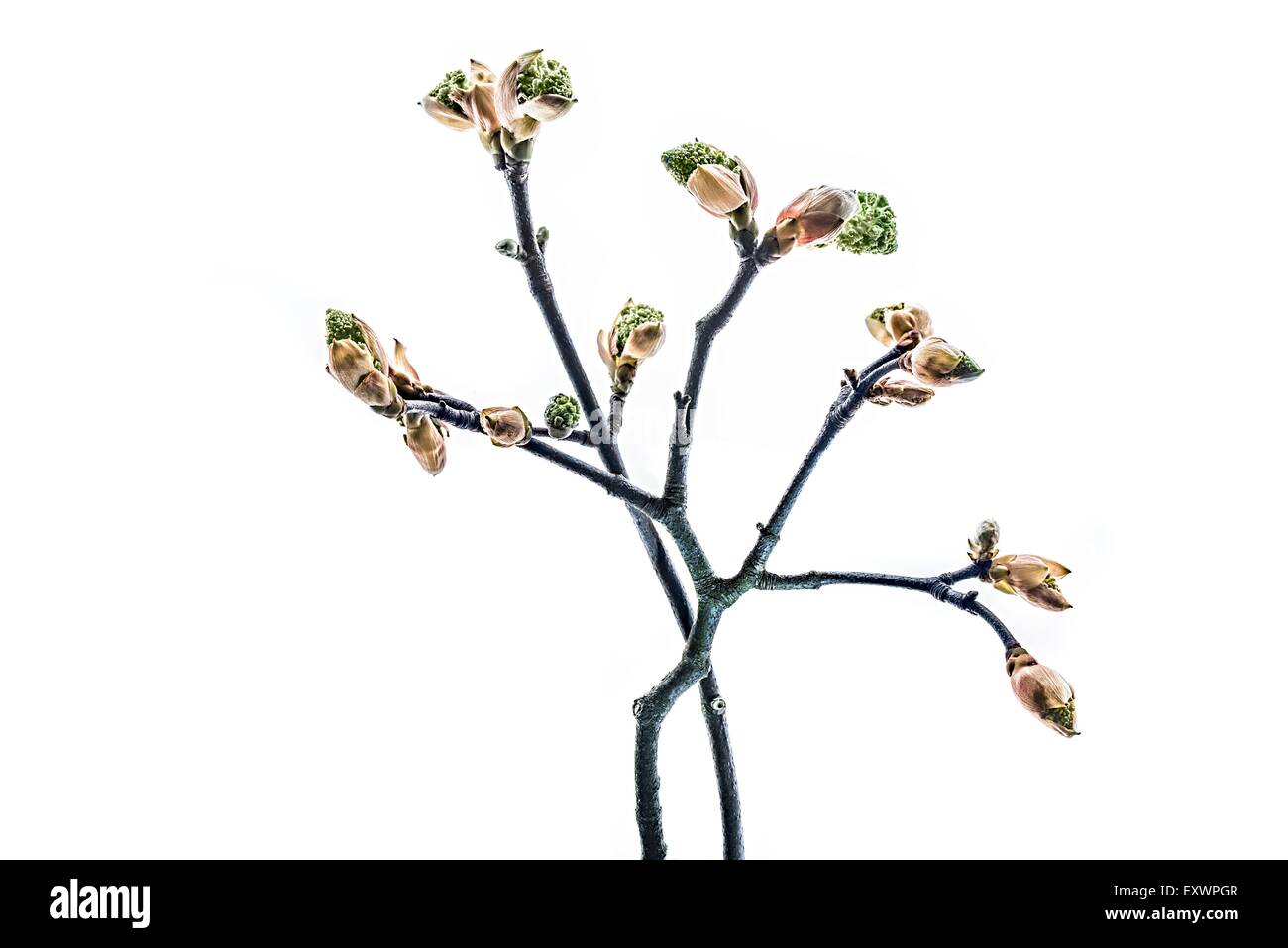 Two twigs of maple tree Stock Photo - Alamy