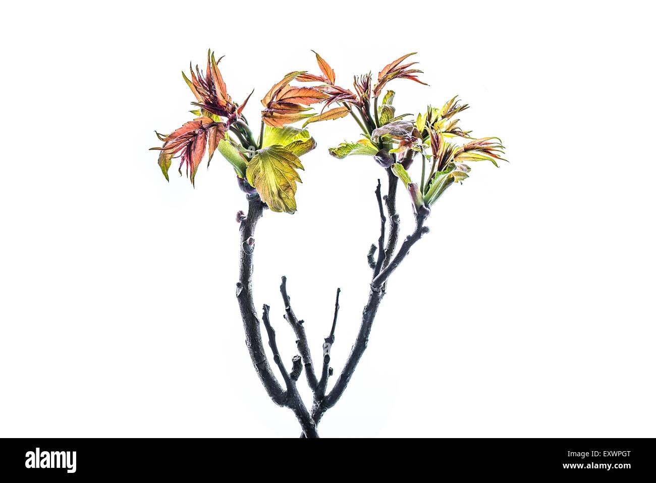 Twig with maple leaves Stock Photo - Alamy