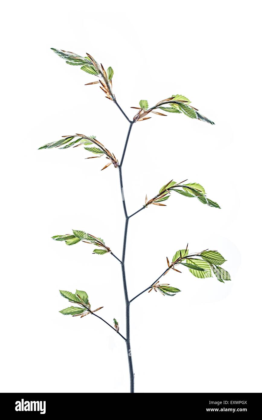 Beech twig with small leaves Stock Photo - Alamy