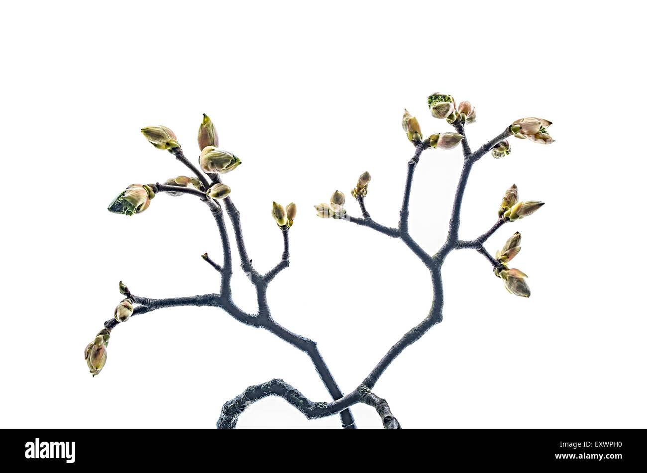 Two twig with buds of maple tree Stock Photo - Alamy