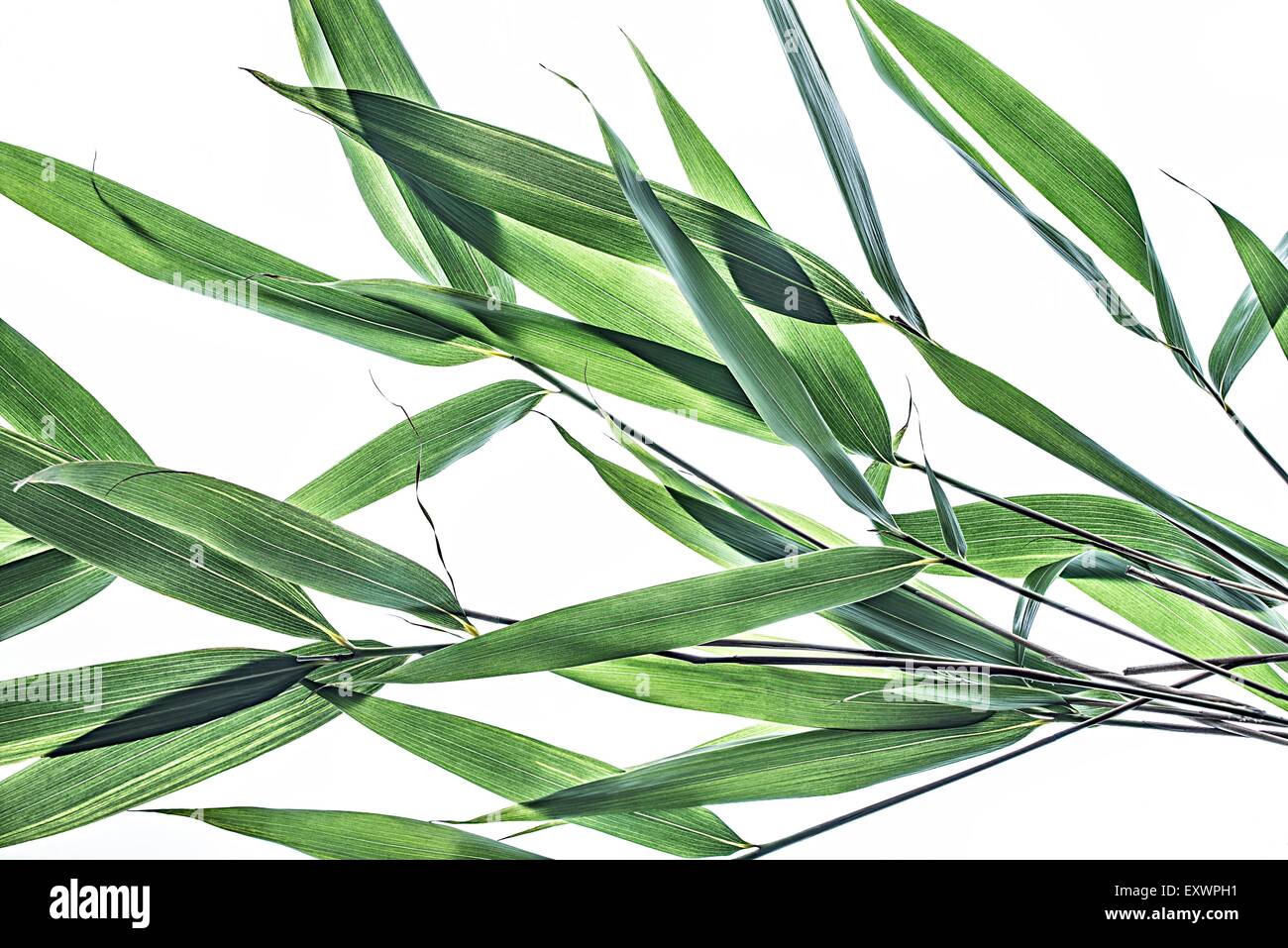 Leaves of bamboo Stock Photo - Alamy