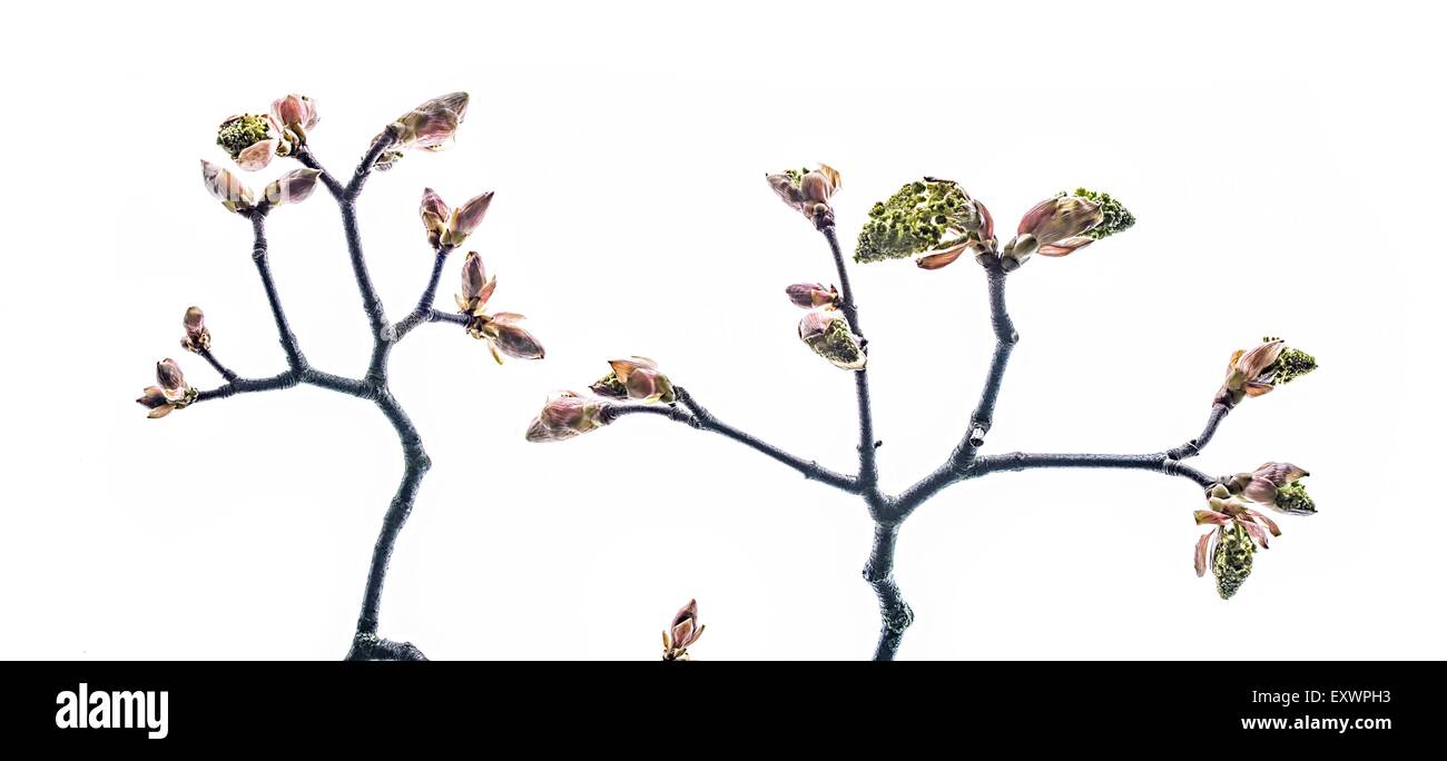 Two twig with buds of maple tree Stock Photo - Alamy