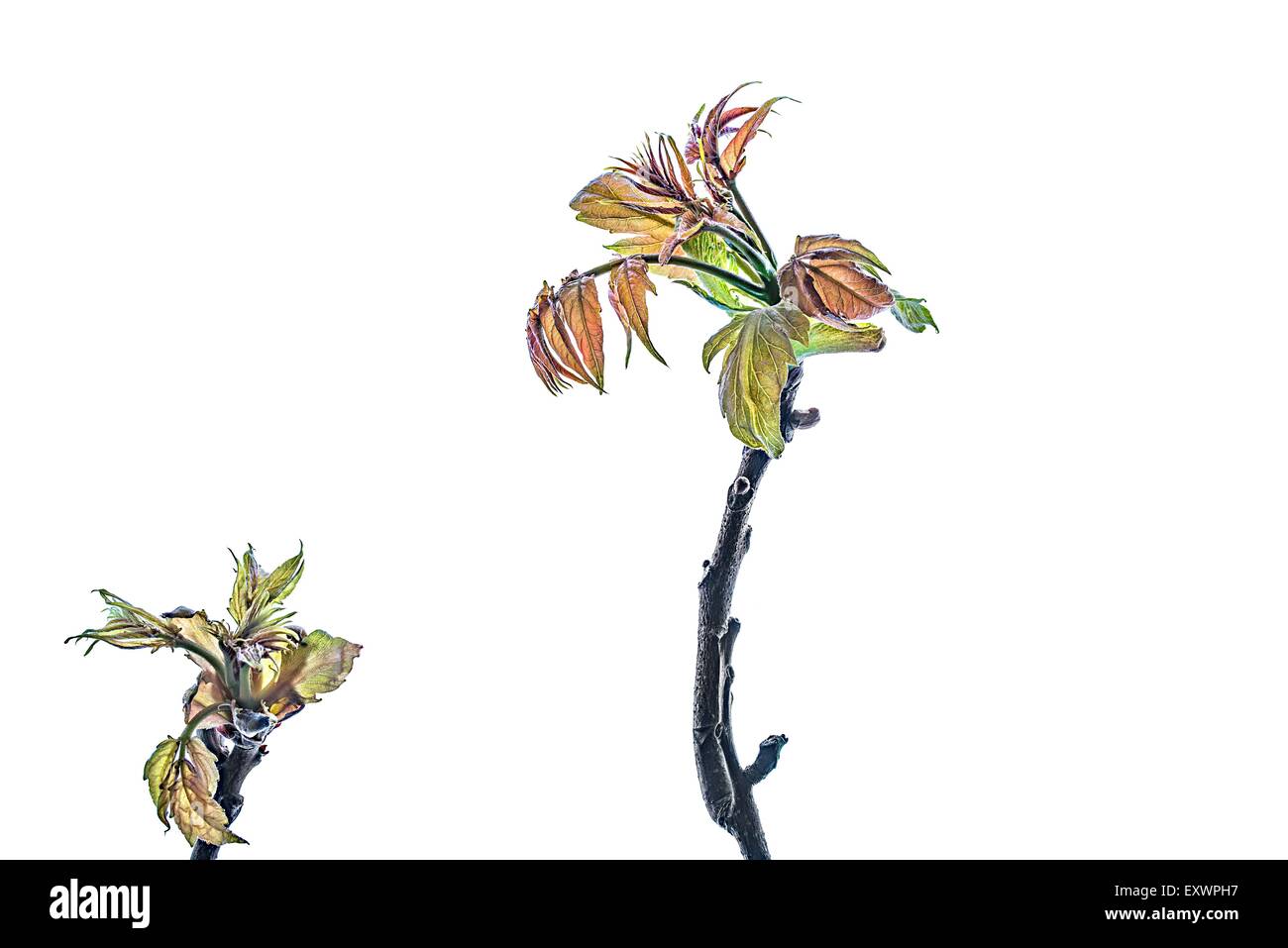 Two twig with maple leaves Stock Photo - Alamy