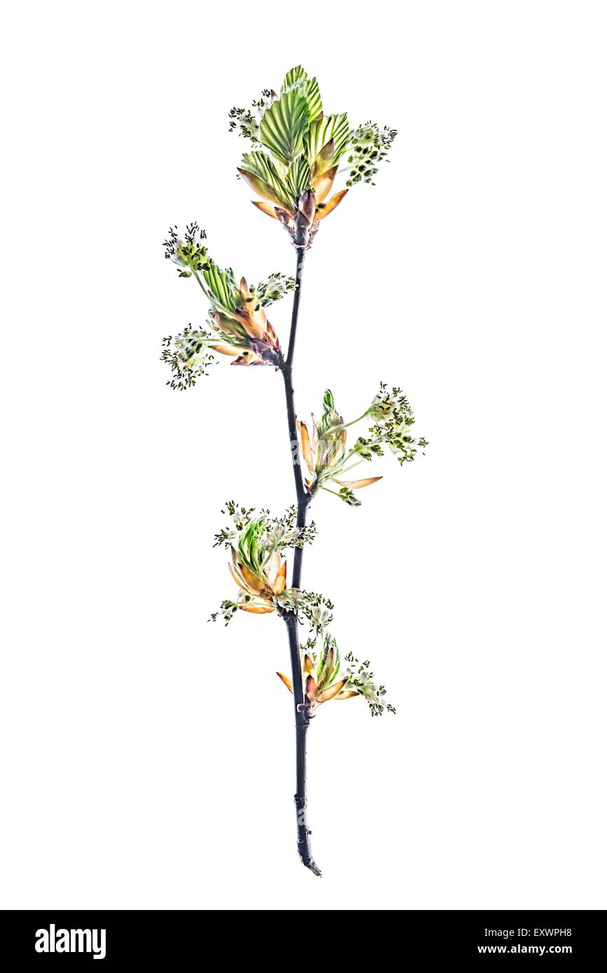 Small cut tree in Cut Out Stock Images & Pictures - Alamy