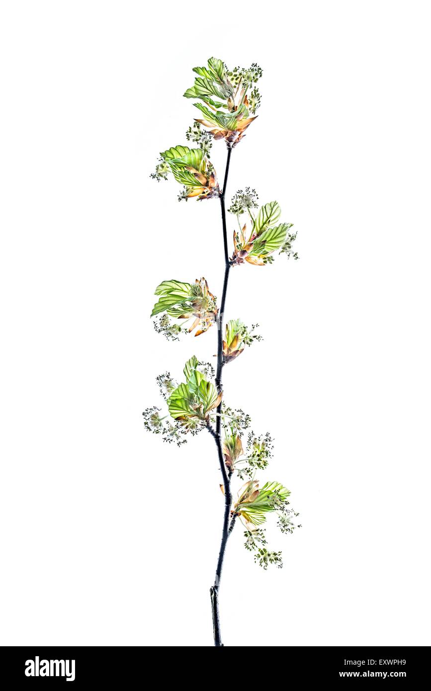 Beech twig hi-res stock photography and images - Alamy